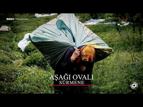 AŞAĞI OVALI'DA ÇAY BAHÇELERİ / SÜRMENE