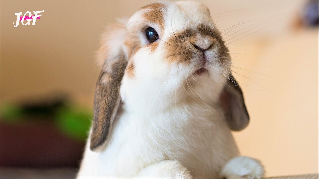 Cute baby bunny rabbit goes crazy before bed 😍 😊 - YouTube