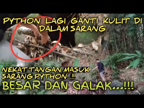 NEKAT MASUKIN TANGAN KE DALAM SARANG PYTHON BESAR DAN GALAK YANG SEDANG ...