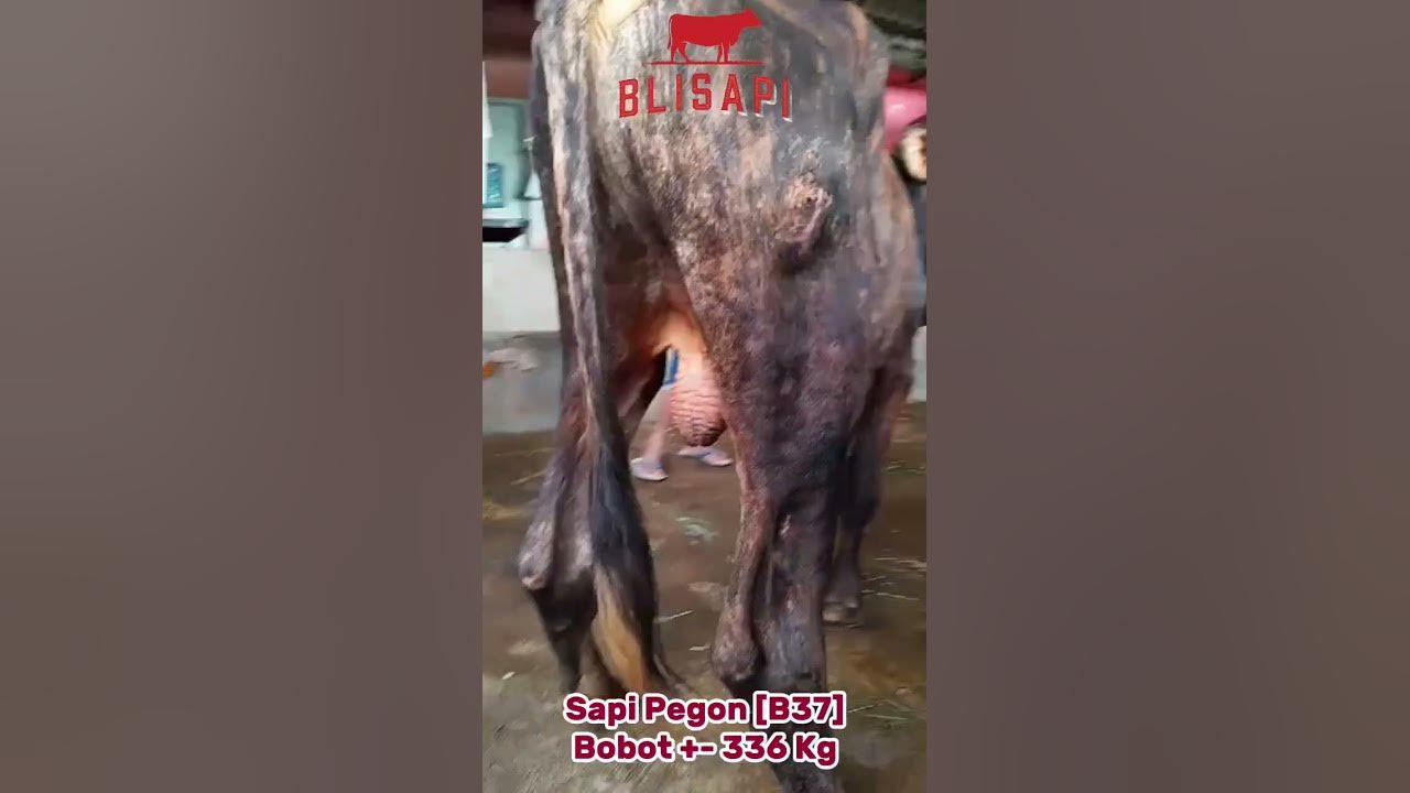 [B37] Sapi Pegon Estimasi Bobot +-336 Kg - YouTube