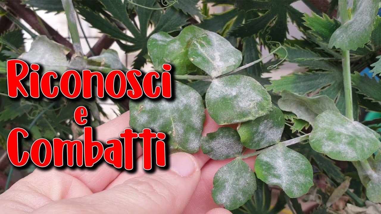 COMBATTERE OIDIO E MAL BIANCO IN 3 MINUTI - YouTube