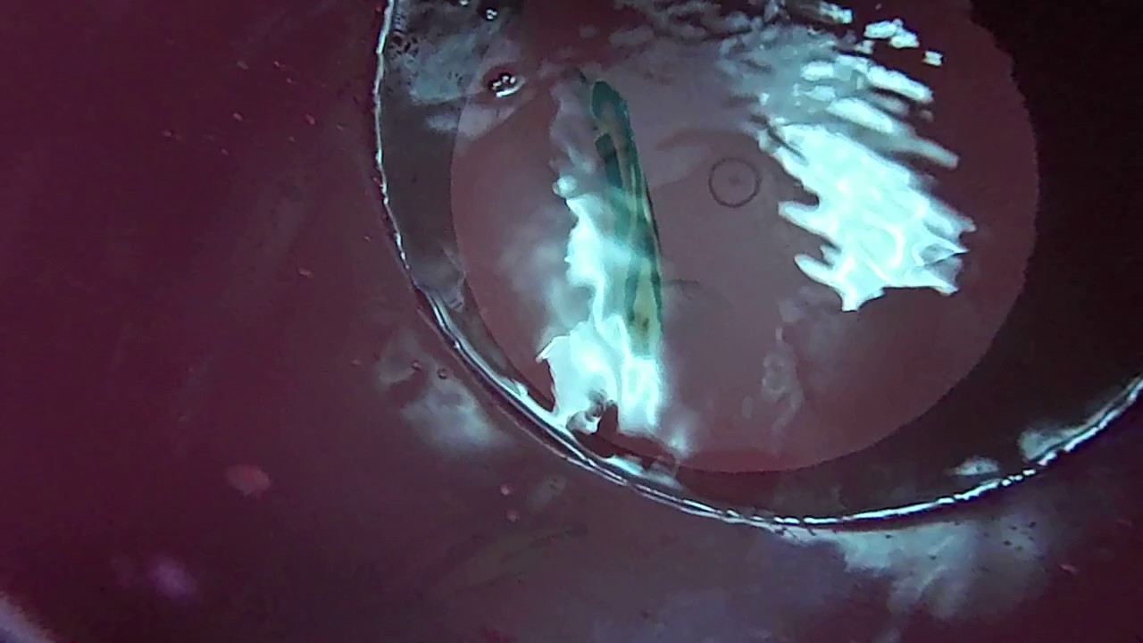 Prognathodes falcifer - YouTube