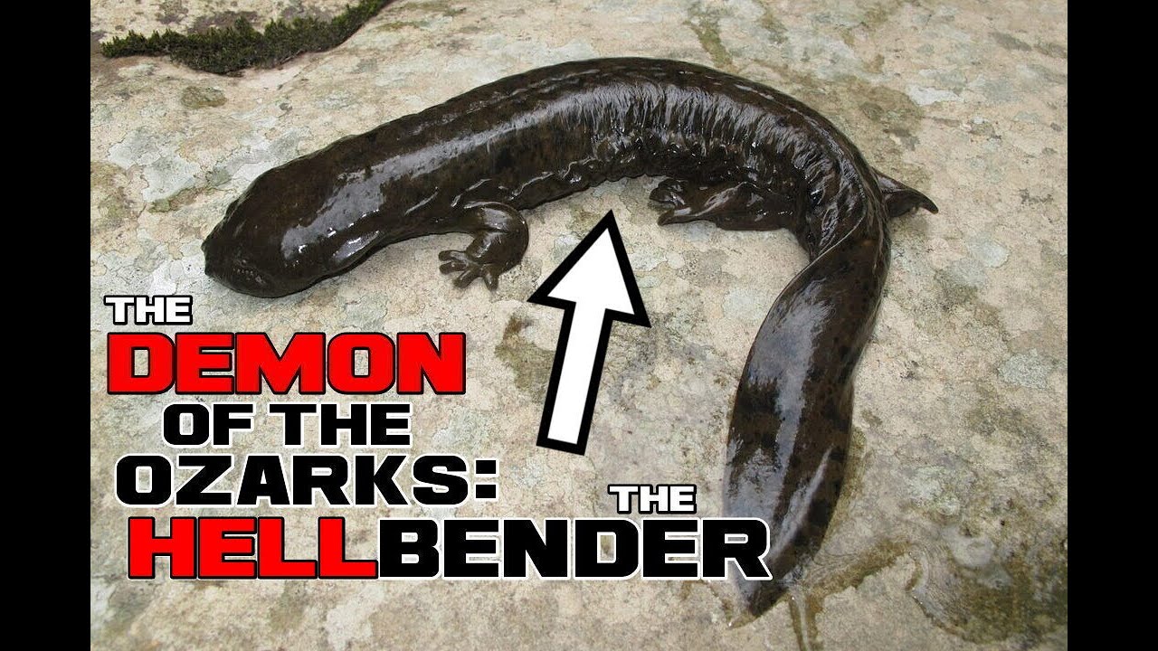 Hellbender Facts - The Demon of the Ozarks - Animal a Day - YouTube