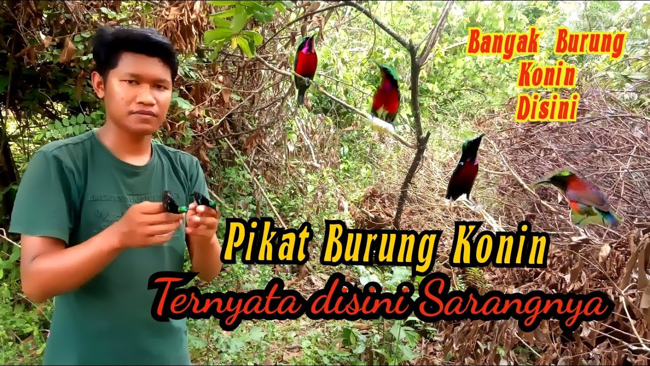 Cara mudah pikat burung konin/kolibri ninja ternyata disini sarangnya ...