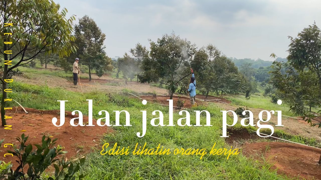 Edisi jalan pagi lihatin orang kerja semprot Durian - YouTube