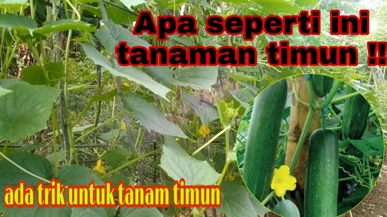 Pertama menanam timun malah jadi seperti ini !! PEMULA - YouTube
