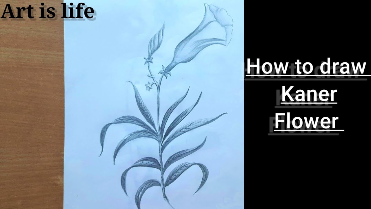 #How to draw||#kaner||#flower||with #pencil||easy #drawing||#freehand ...
