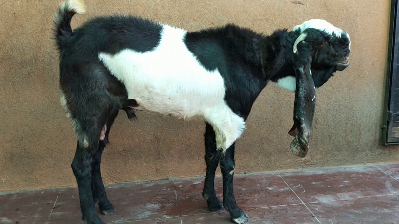 Bangalore Tajjammul's Jamunapari goats breed 9035010289/9035010282 ...