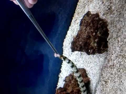 baby snowflake eel feeding on shrimp - YouTube