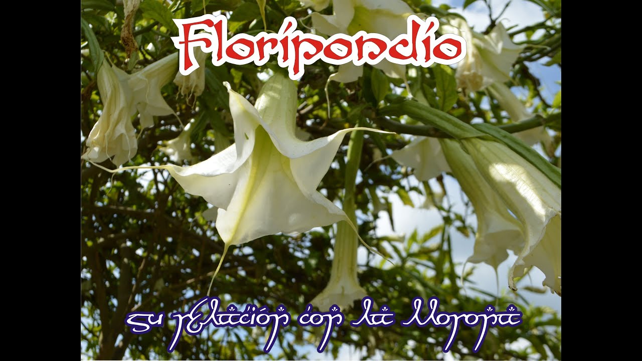 Hablando del FLORIPONDIO BRUGMANSIA y su elemental Planta sagrada - YouTube