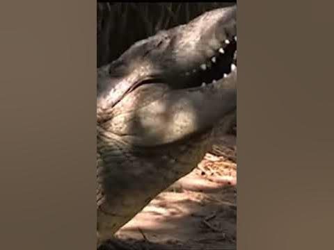 Crocodile cannibalism at its best - YouTube