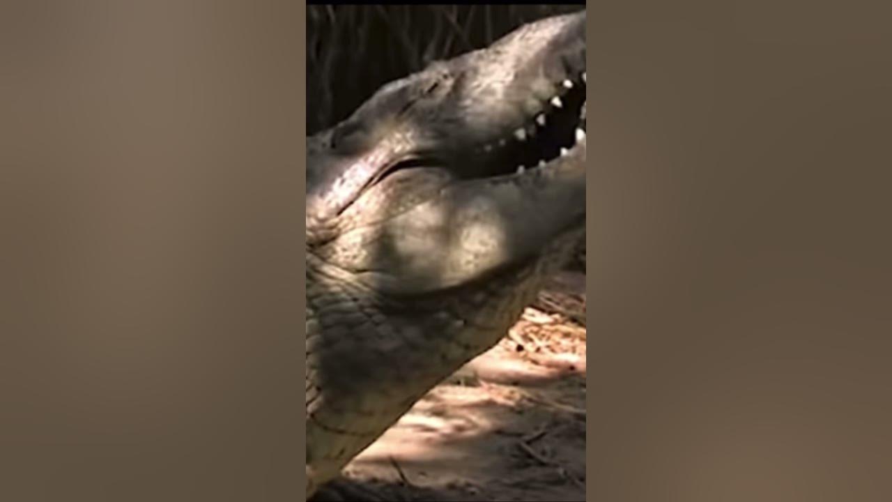 Crocodile cannibalism at its best - YouTube