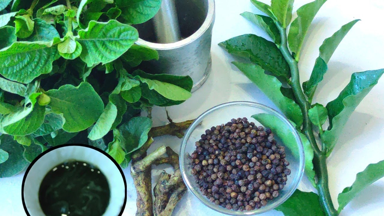 Apamarga/अपामार्ग तथा नागदोन की पत्तियों से बवासीर,पीलिया,तथा दांत दर्द ...