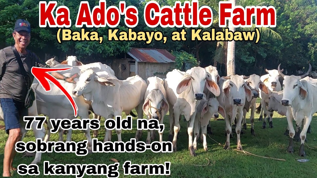 Ang Gandang Bakahan nito! | Ka Ado's Cattle Farm | High Breed na Kabayo ...