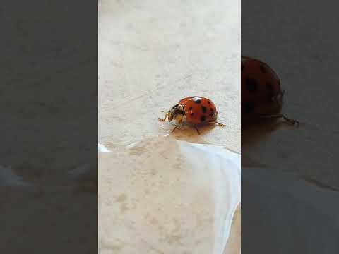 How Much Water Do Ladybugs Drink