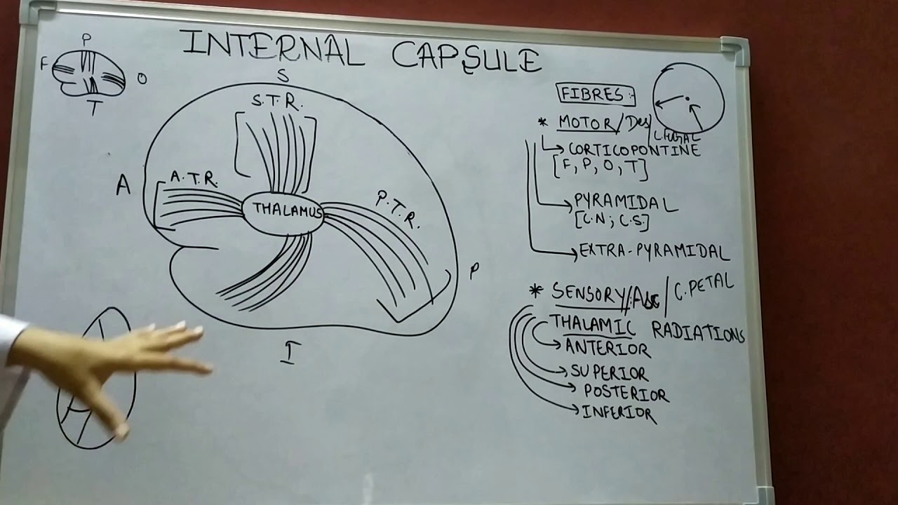 Fibres of the Internal Capsule/Internal Capsule Part 2/Projection ...