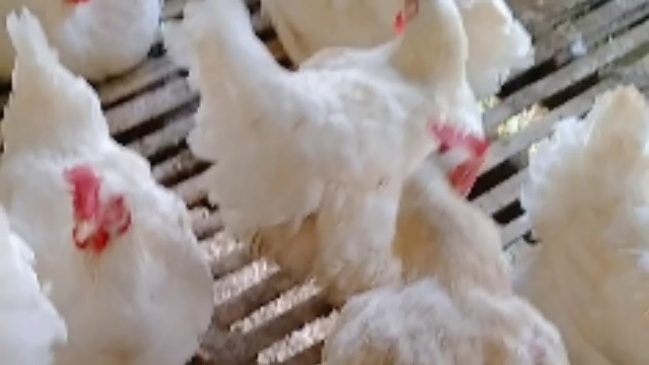 Paano nga ba nangingitlog ang manok (akwal na pangingitlog) | Jewafz ...