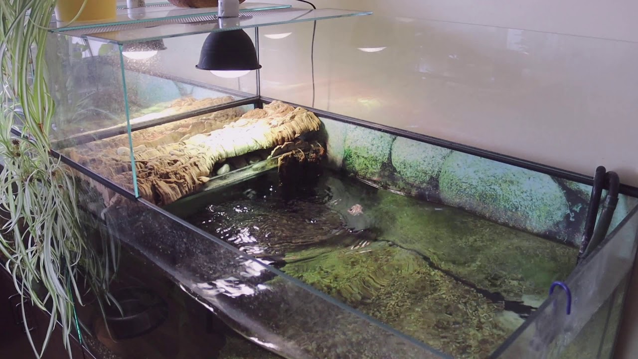 Training turtle champion in climbing the wall - YouTube