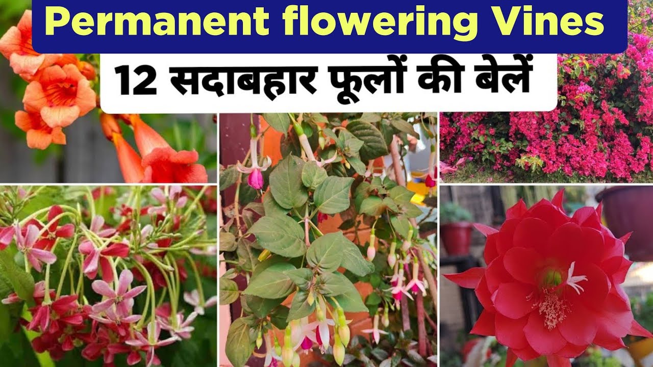 सदाबहार फूलों की बेल Flowering Vines / Permanent Flowering Vines ...