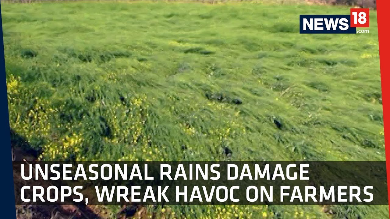 Farmers React To Hailstorm & Rains Damaging Their Crops - YouTube