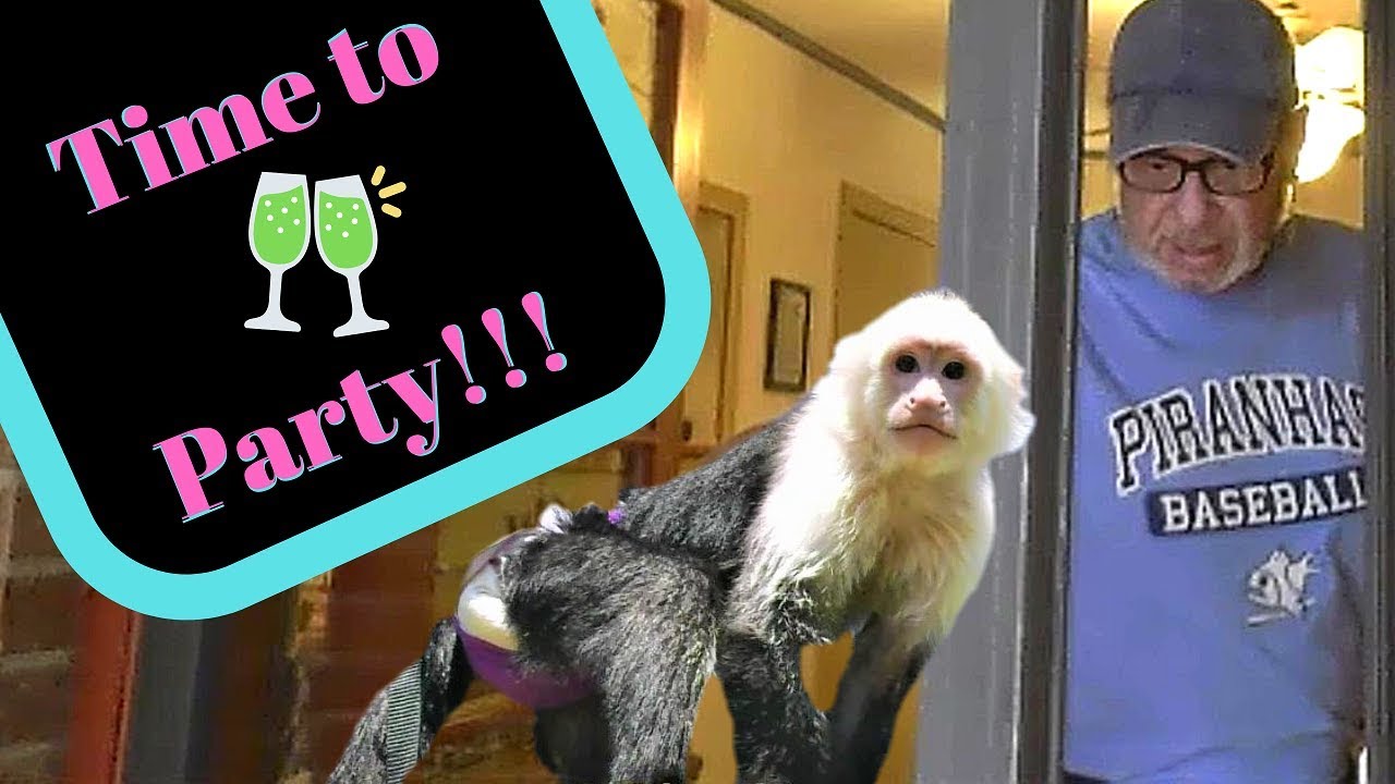 Time to Party with a Pet Monkey! - YouTube