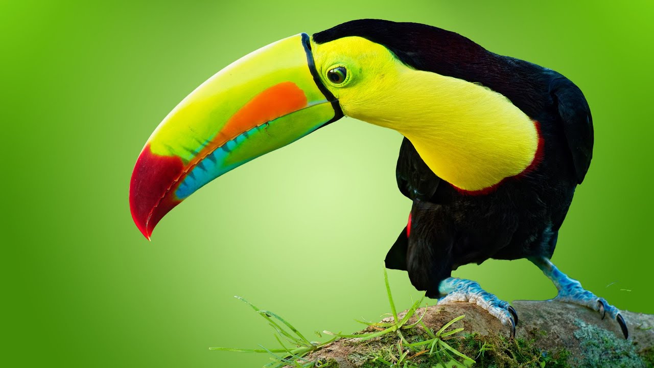 Tucán Pico Iris - Ramphastos sulfuratus - YouTube