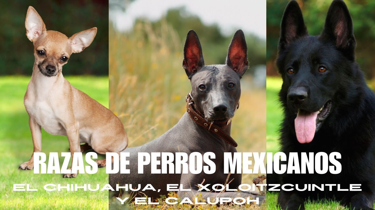 Descubre las Fascinantes Razas de Perros Mexicanos: Chihuahua ...