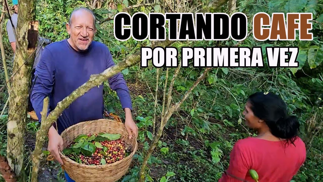Cortando café por primera vez junto a la Familia Centeno | Youtubero ...
