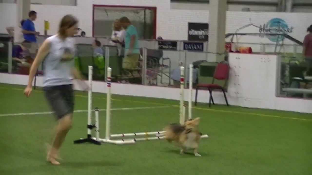 7-6-13 Lance the corgi NADAC agility - YouTube