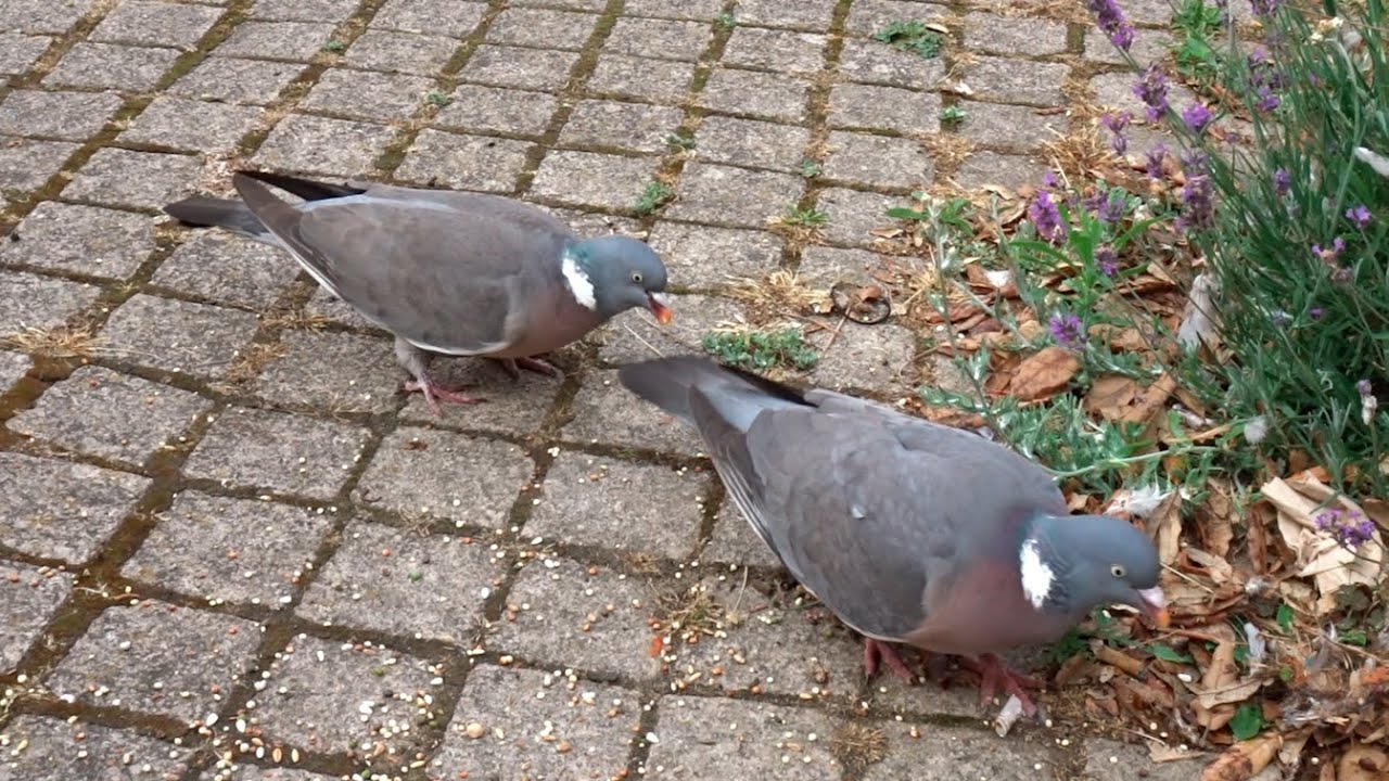Pigeon Disaster - YouTube
