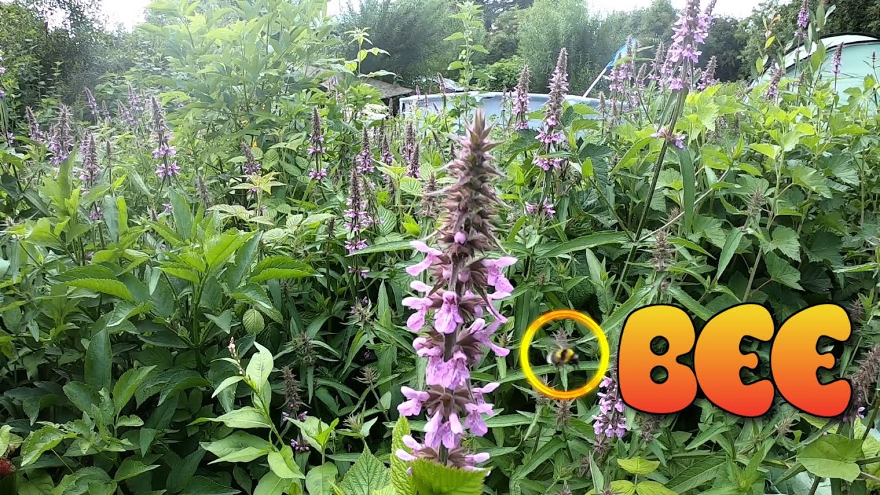 Garden Video Tour & Forage Walk + other Courses coming up - YouTube