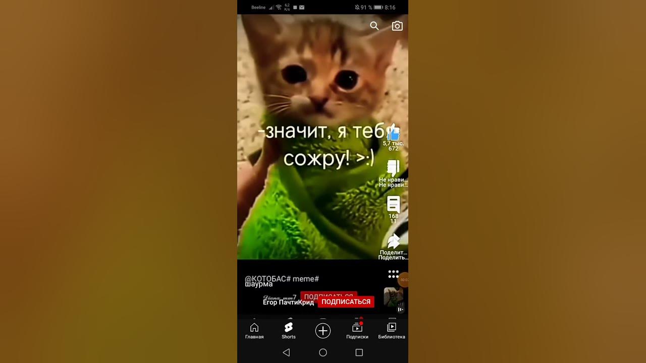 кот шаурма - YouTube