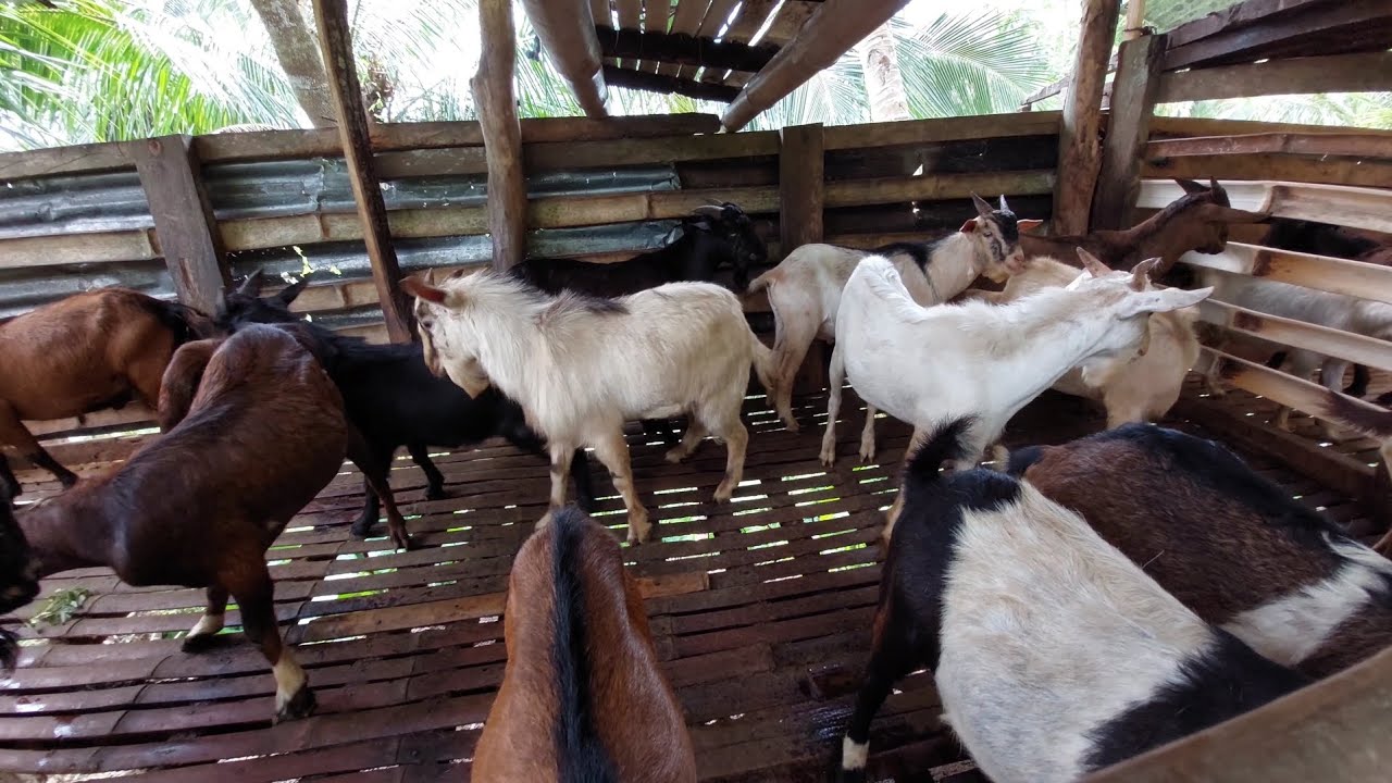 Goat Farming Philippines || Native na Kambing for Fattening and Sell ...
