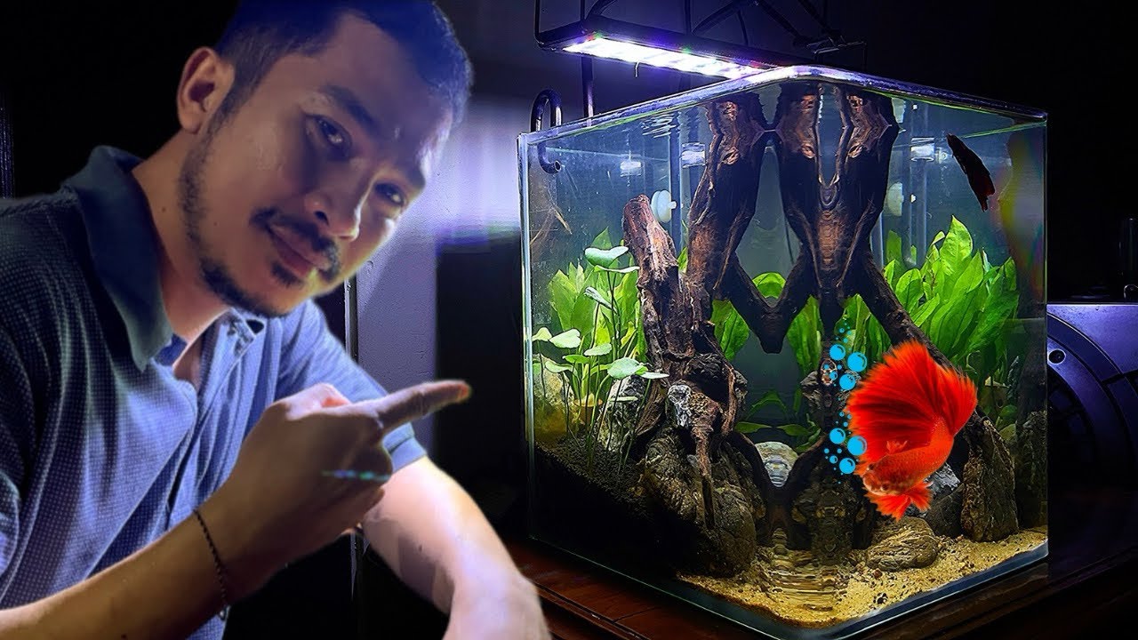 I Transformed My Betta Fish's Tank, And He LOVES It! - YouTube