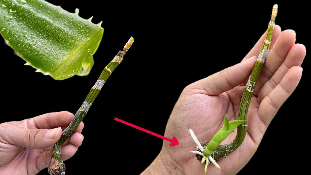 Few people know this method! Dendro orchids recover and root very ...
