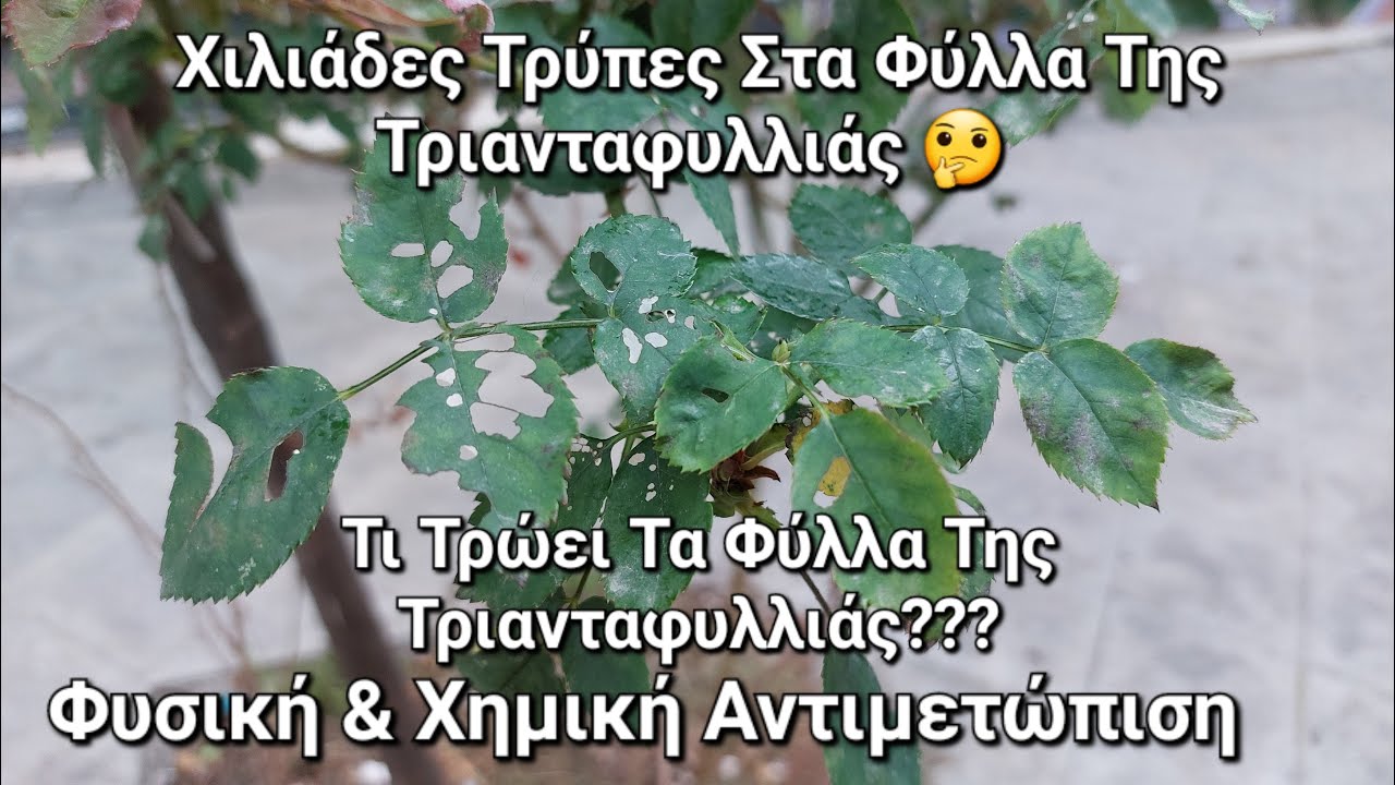 Χιλιάδες Τρύπες Στα Φύλλα Της Τριανταφυλλιάς: Τι Τρώει Τα Φύλλα Της ...