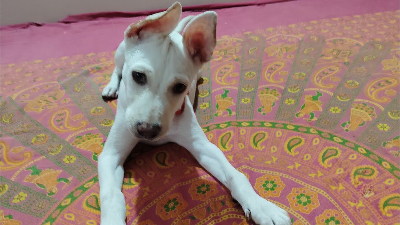 Gugaa puppy crazy for ball..timepass story continues.. Subscribe to ...