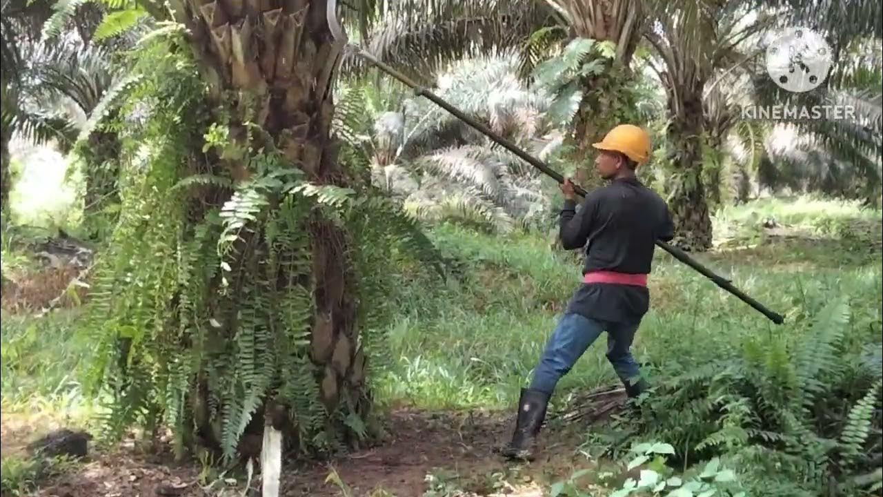 PEMANEN SAWIT WAJIB PAKAI ALAT KESELAMATAN INI@ANDY OMPONG 81 - YouTube