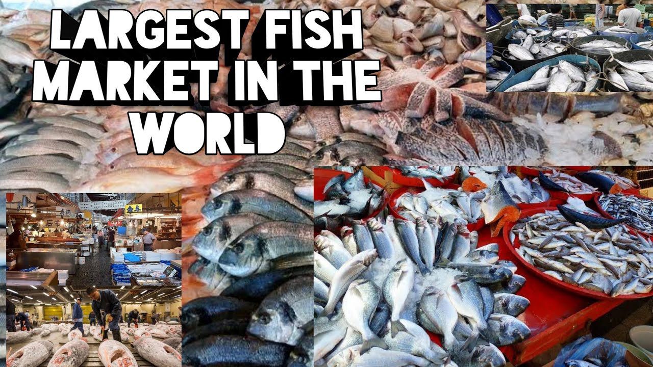 largest fish market in the world in the world in america - YouTube