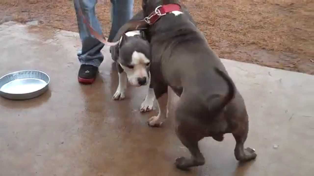 pitbulls breeding.. - YouTube