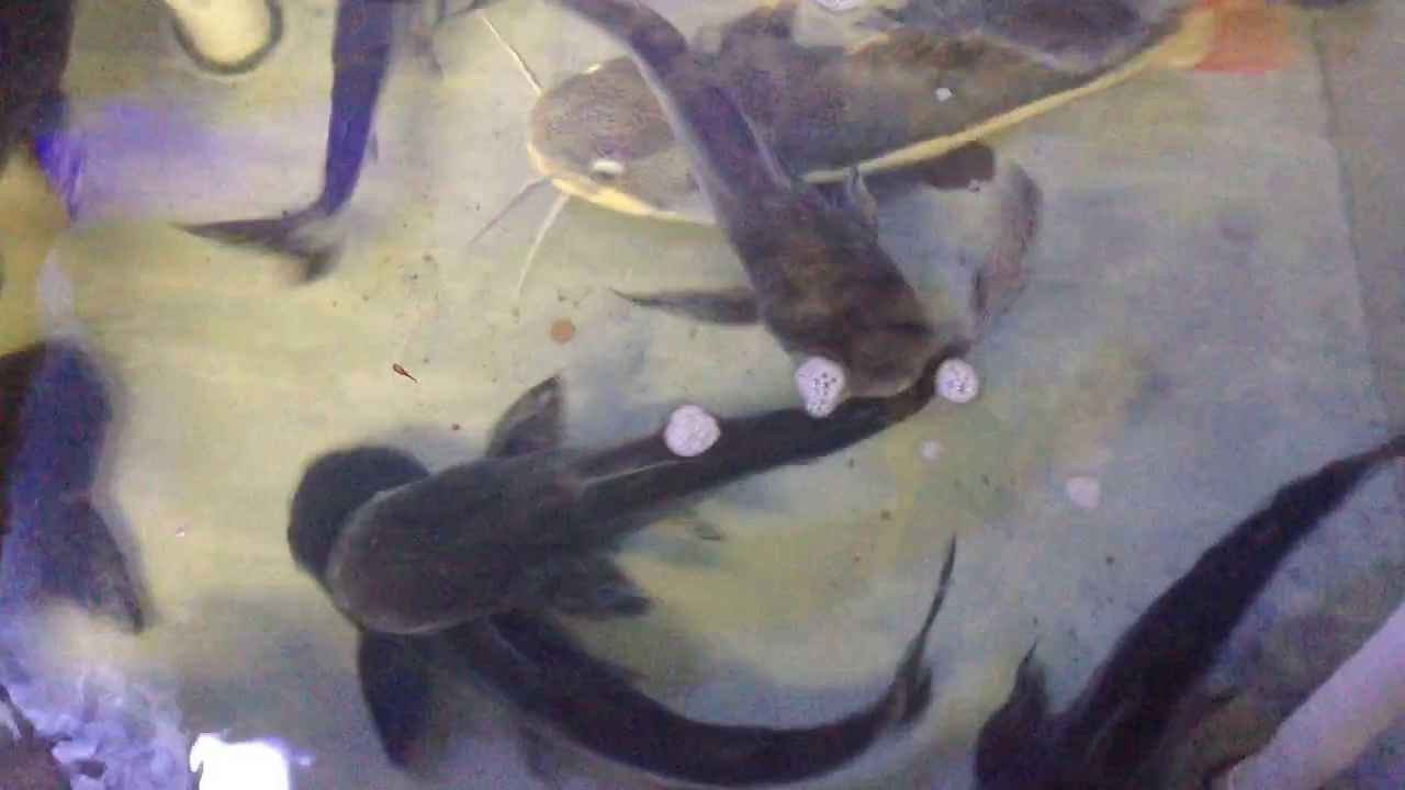 All About the Paroon Shark - YouTube