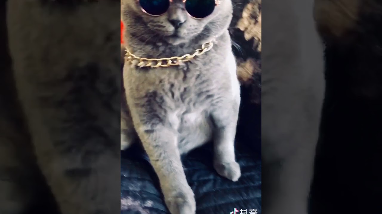 Cool cat on the way - YouTube
