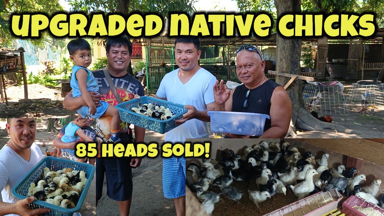 Meron bumili ng upgraded native na mga sisiw | 85 heads sold - YouTube