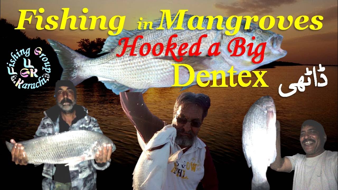 Mangroves Bottom Fishing for | DeNTeX | Dathi | ڈاٹھی | Fishing Group ...