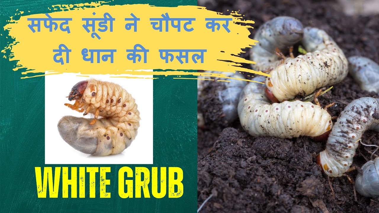 How To Control White Grub Without Chemicals - YouTube