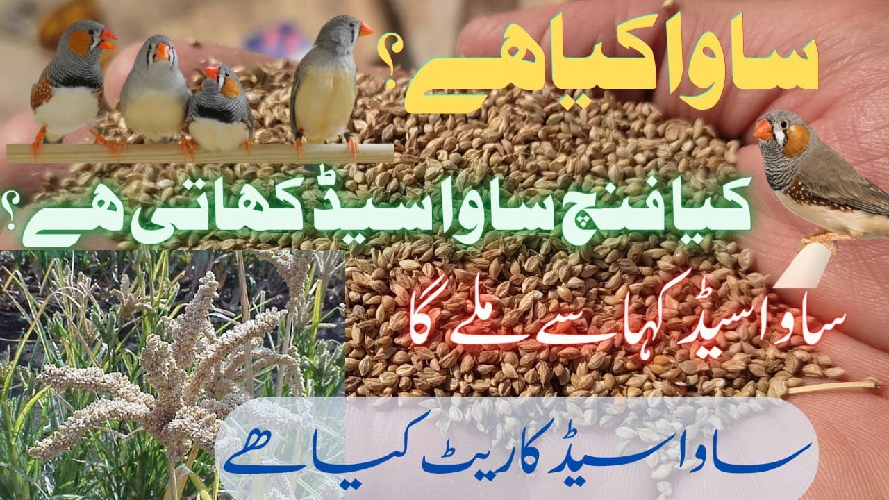 What is Sawa Millet Seed ? | Sawa Seed Kya Hai | Finches Ka Best Food ...