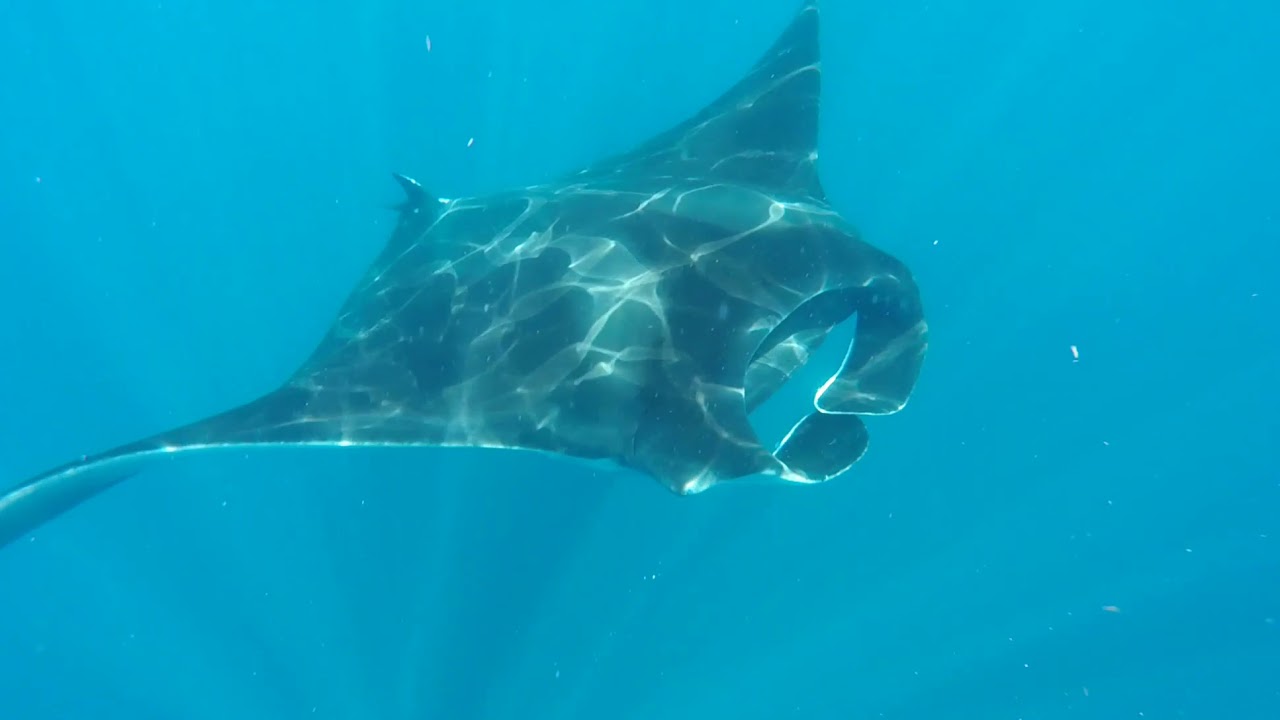Manta Ray Magic - Cancun - 2018 - YouTube