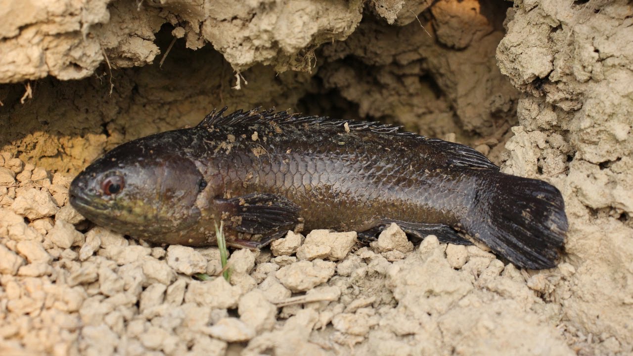 boy caught the fish | Vietnam Kai Fishing | Fishing in Dry Season ...