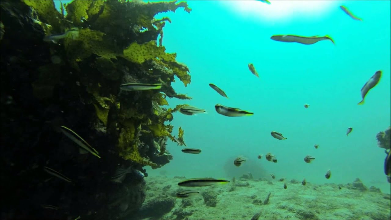 ANIMAL SPECIES - Eastern Hulafish, Trachinops taeniatus - YouTube