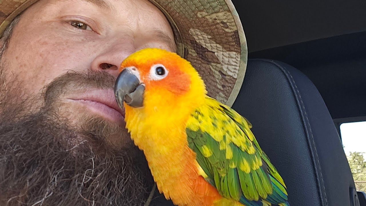 About this channel, Jack and Caesar, and owning a bird in general, more ...